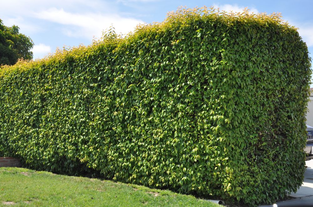 Weeping Fig Hedge - Mashtal Garden Centers