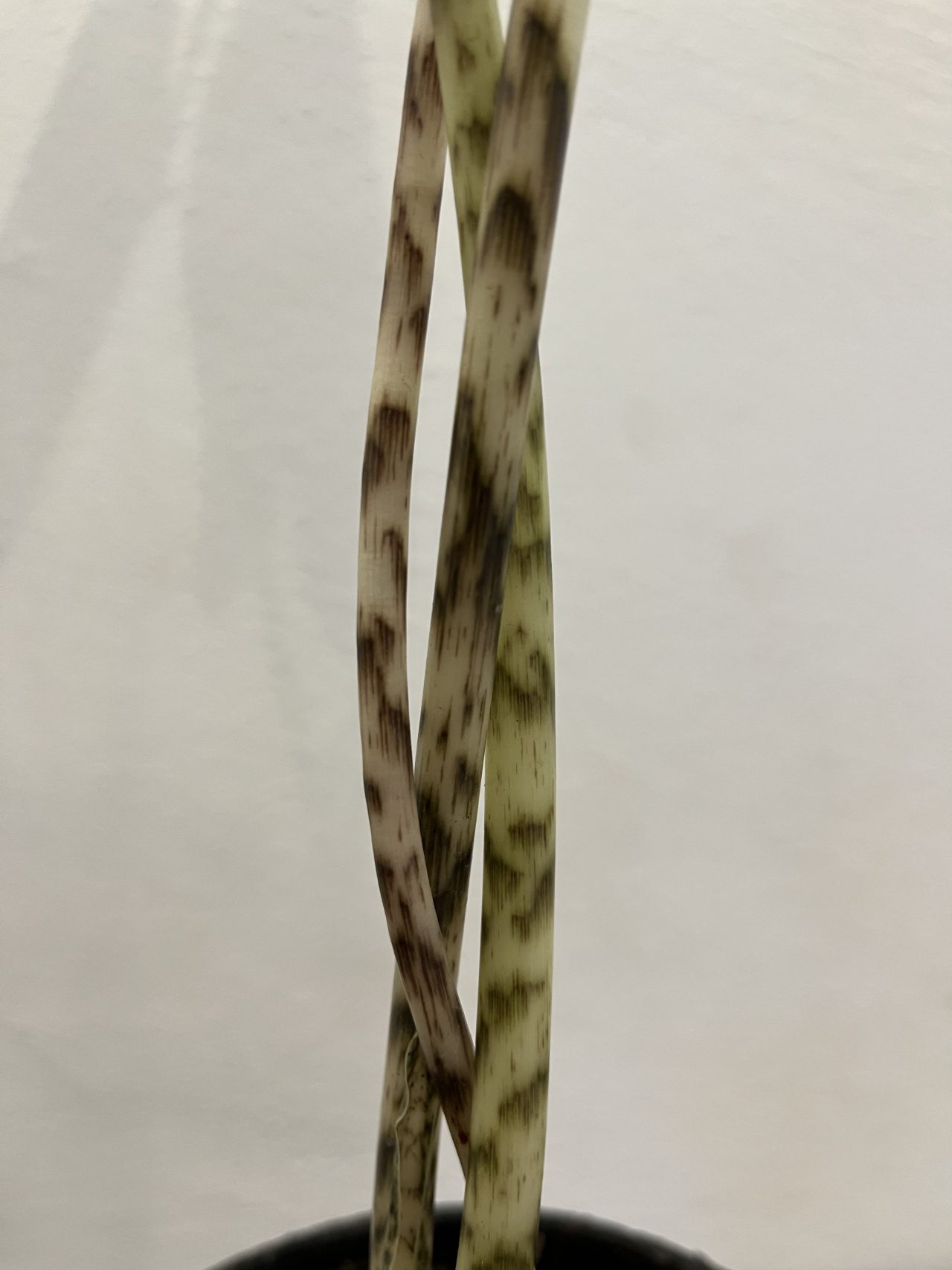 Alocasia Zebrina - Mashtal Garden Centers