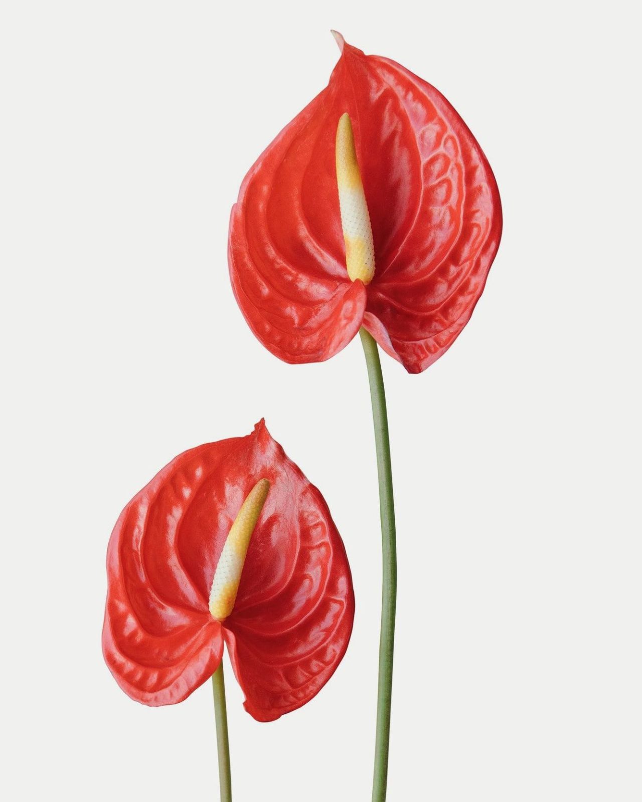 Pre-potted anthurium - Mashtal Garden Centers