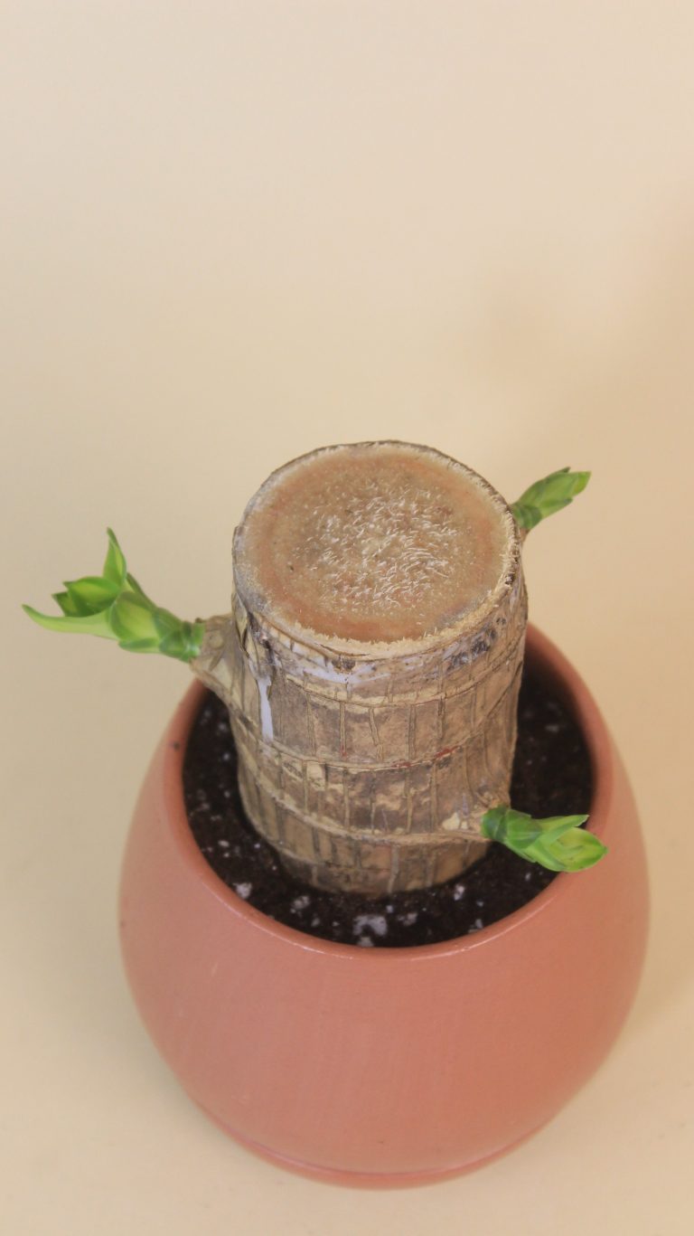 Baby Corn Plant - Mashtal Garden Centers