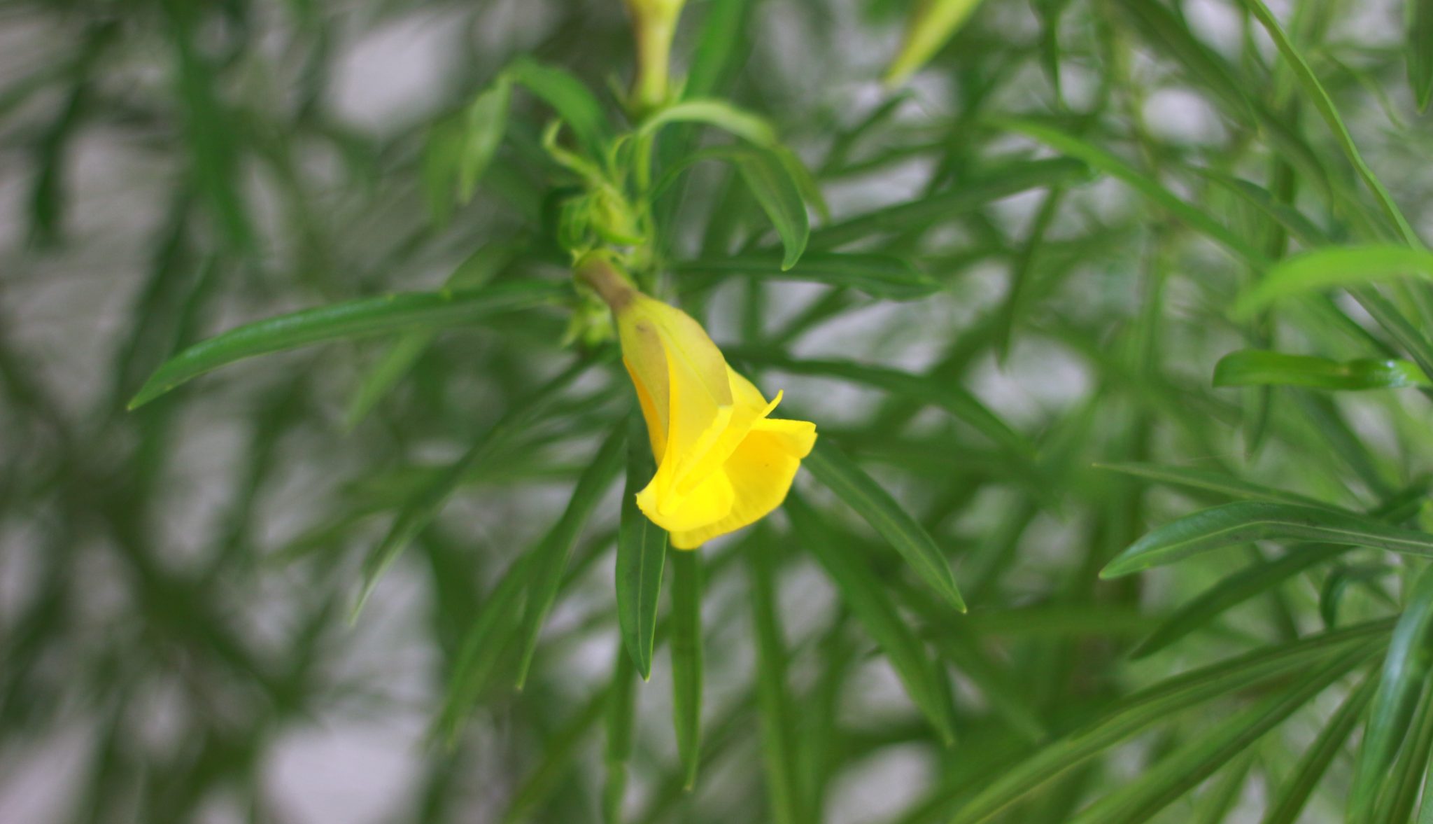 Be-Still Tree (Thevetia) - Mashtal Garden Centers