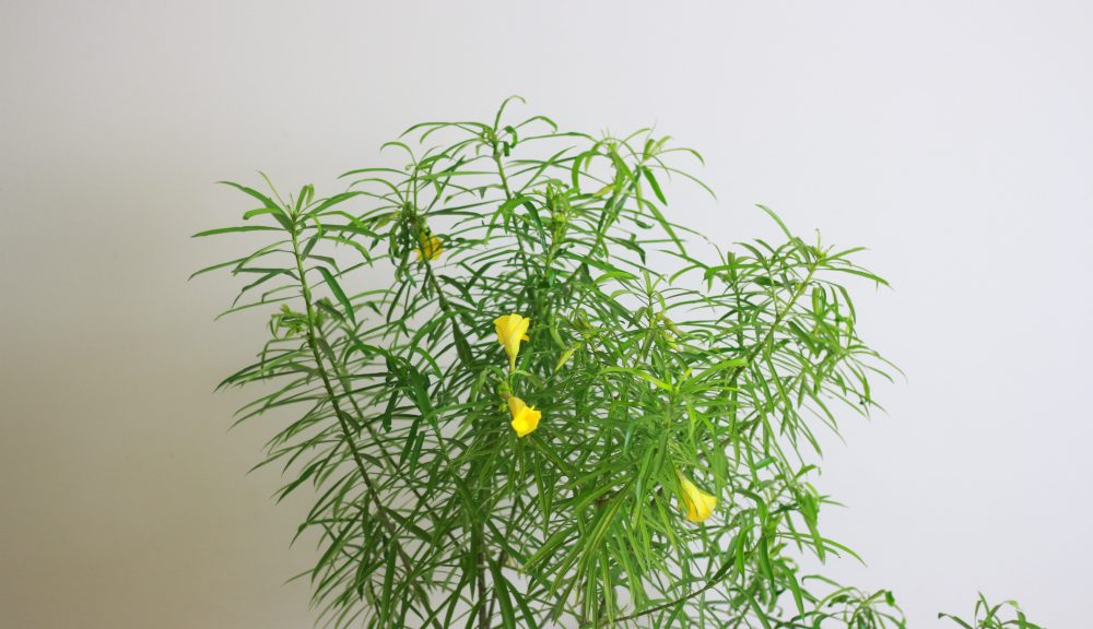 Be-Still Tree (Thevetia) - Mashtal Garden Centers