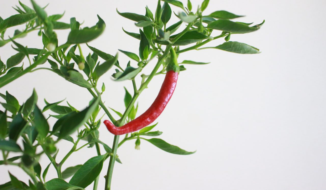 Chili Pepper - Mashtal Garden Centers