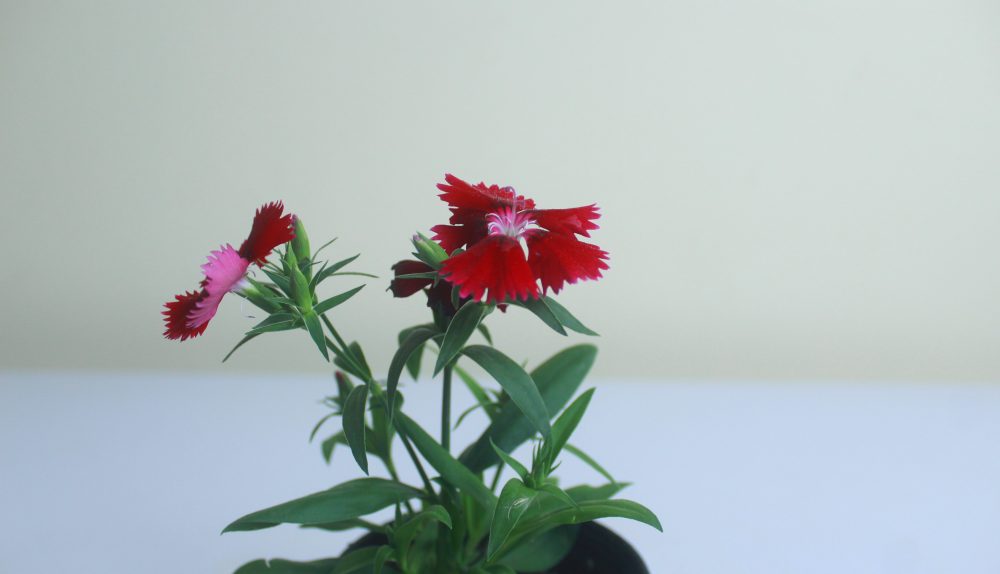 China Pink - Mashtal Garden Centers