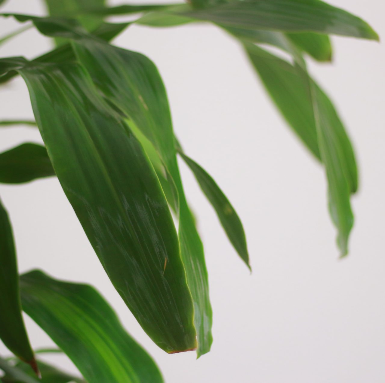 Dracaena Fragrans (Corn Plant) - Mashtal Garden Centers