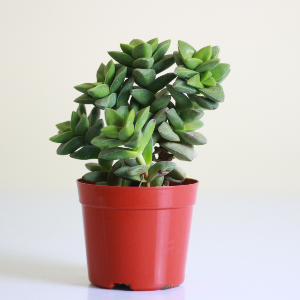 Crassula Springtime - Mashtal Garden Centers
