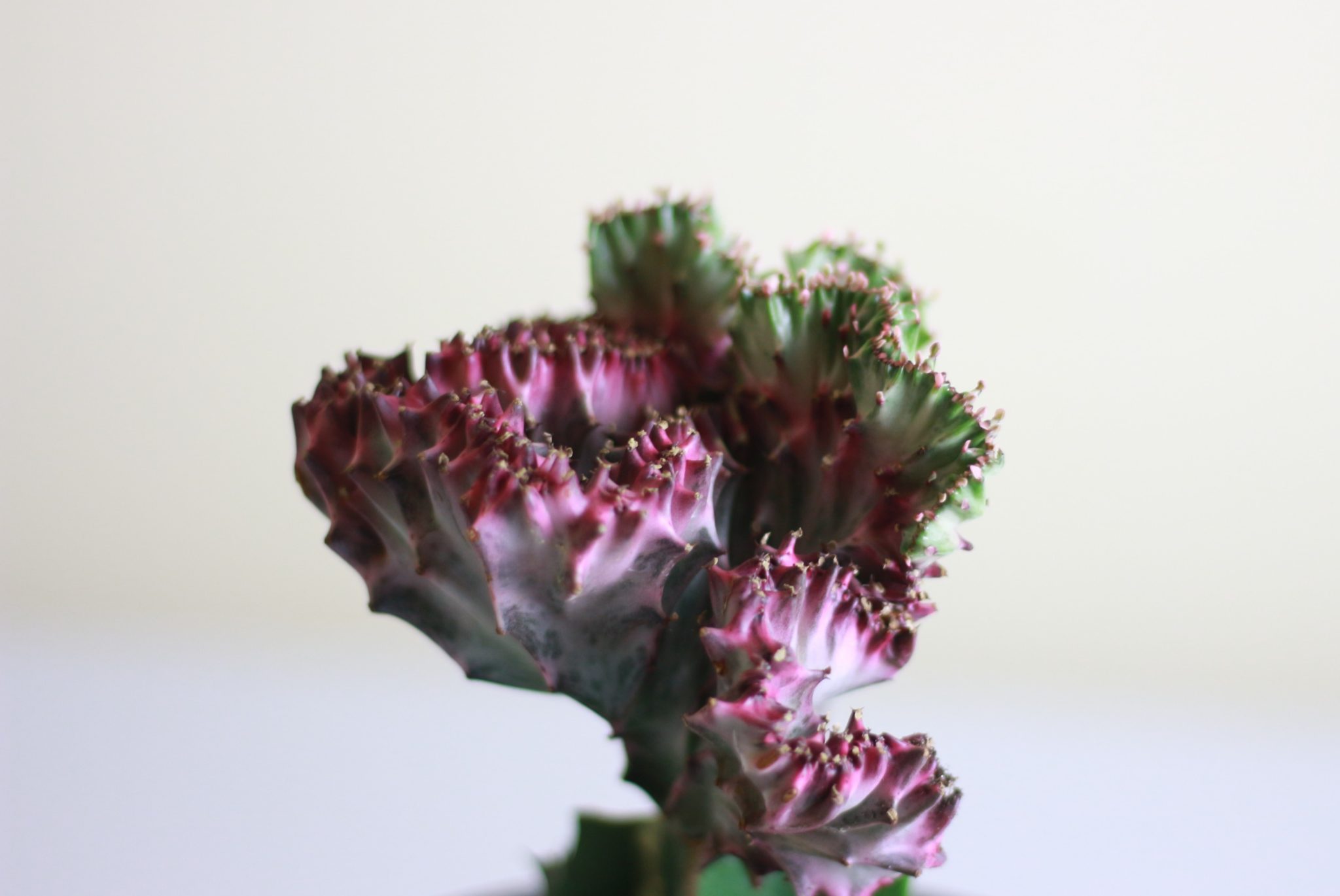 Coral Cactus - Mashtal Garden Centers