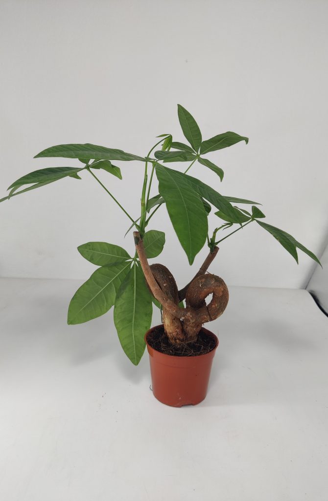 Dancing Money Tree - Mashtal Garden Centers