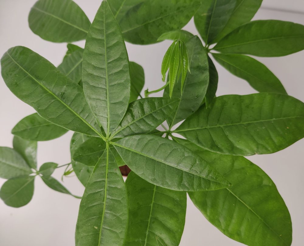 Dancing Money Tree - Mashtal Garden Centers