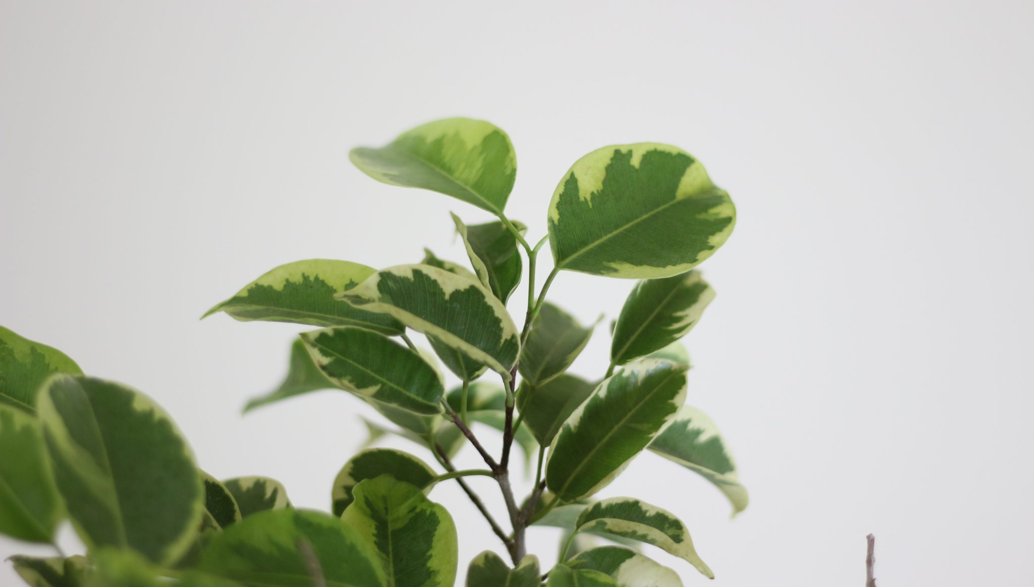 Ficus Hawaii - Mashtal Garden Centers