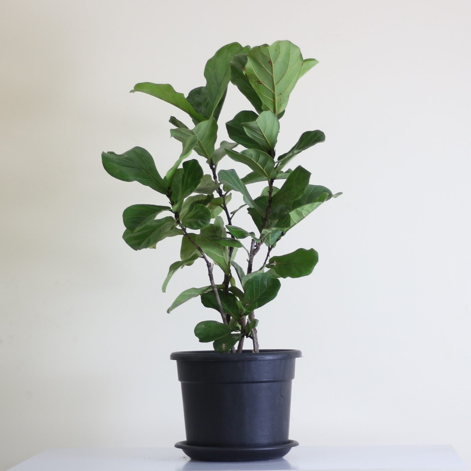 Fiddle-Leaf Fig - Mashtal Garden Centers
