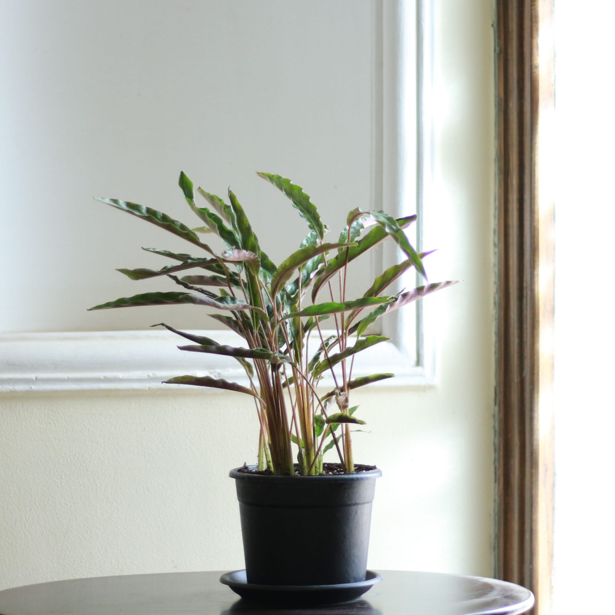 Furry Feather Calathea - Mashtal Garden Centers