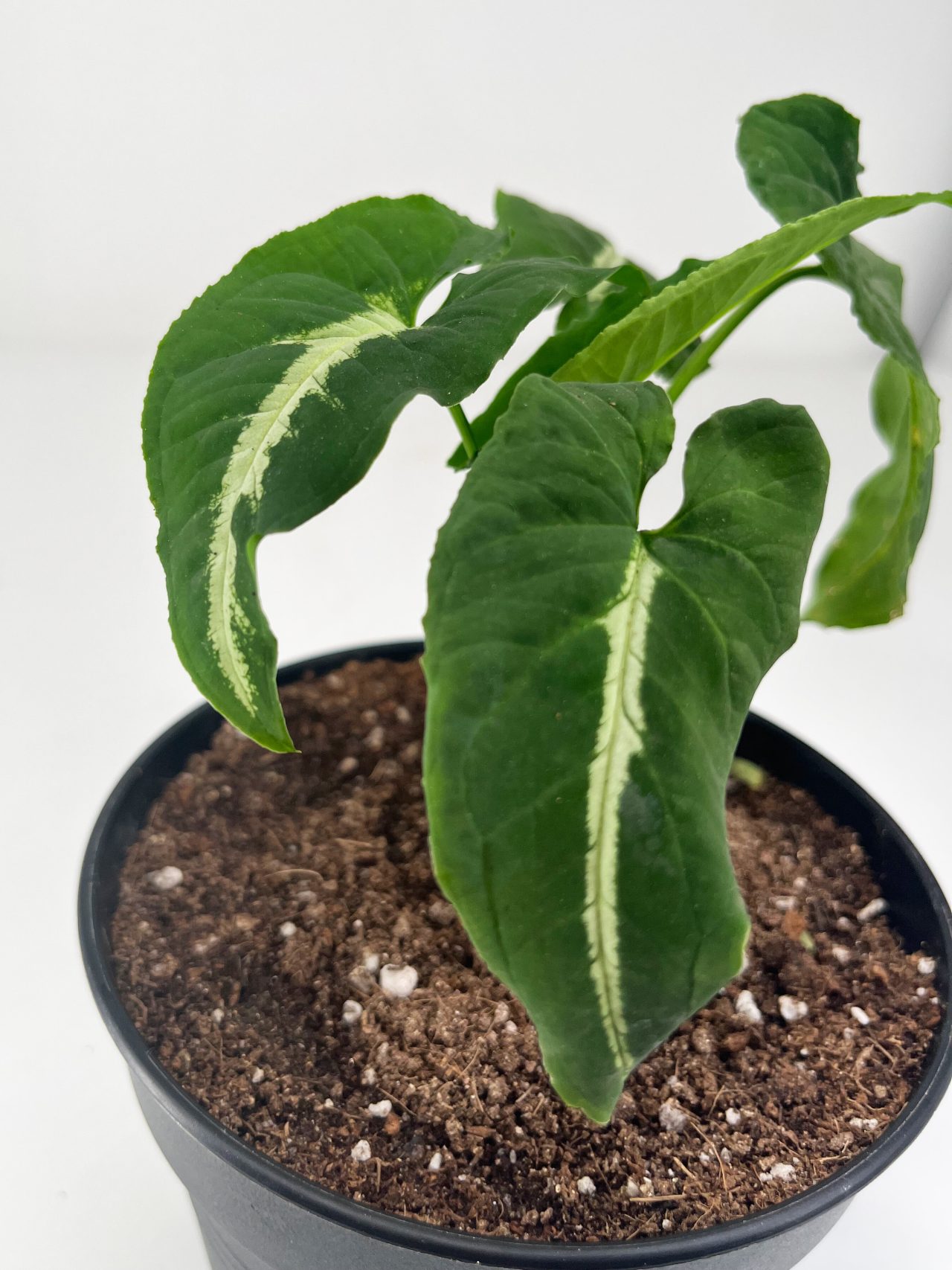 Syngonium Silver Goosefoot - مشتل