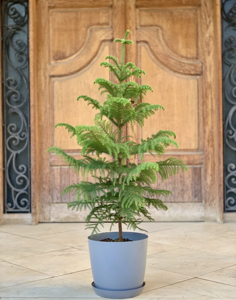 Holly Poly - Mashtal Garden Centers