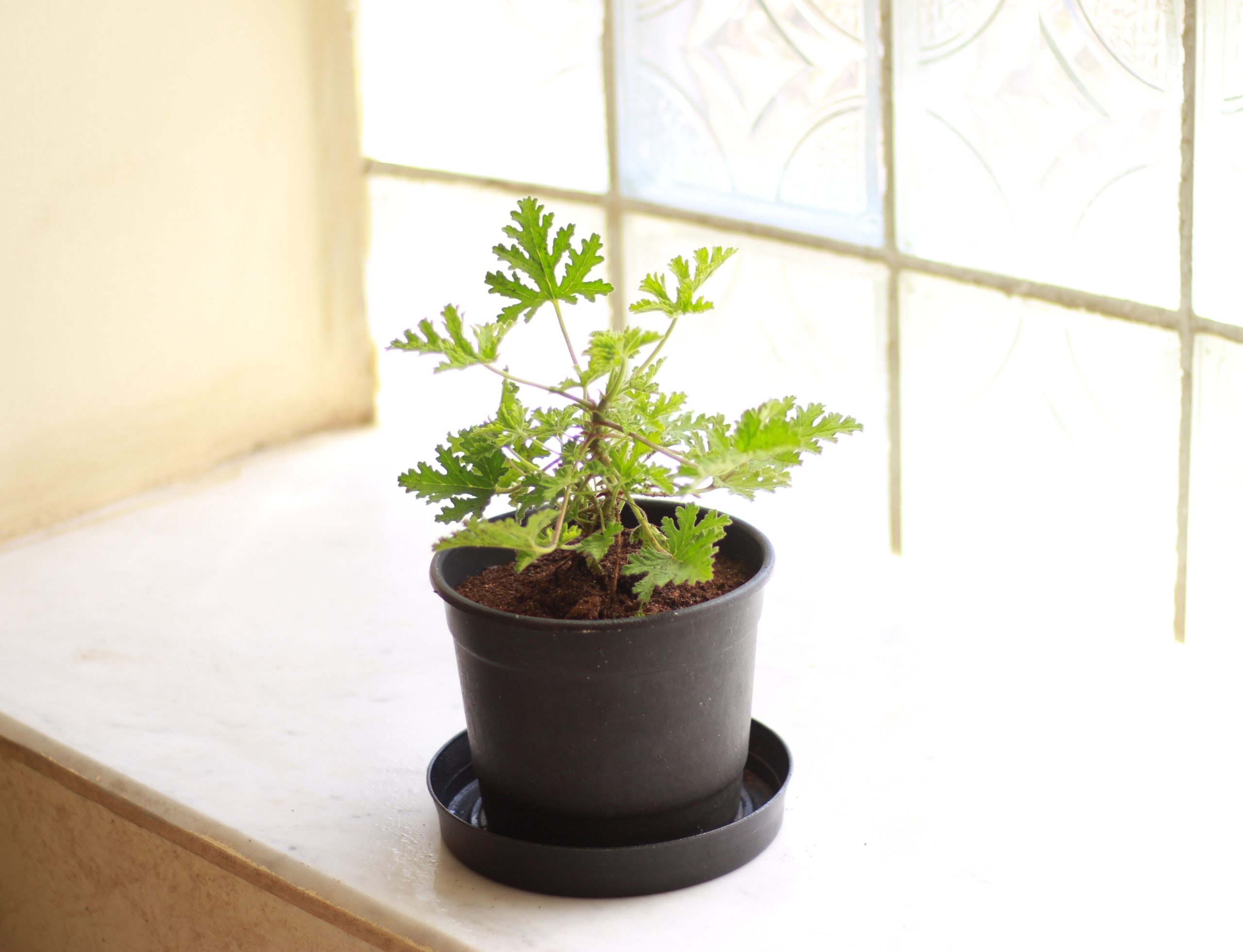 Citronella Geranium - Mashtal Garden Centers