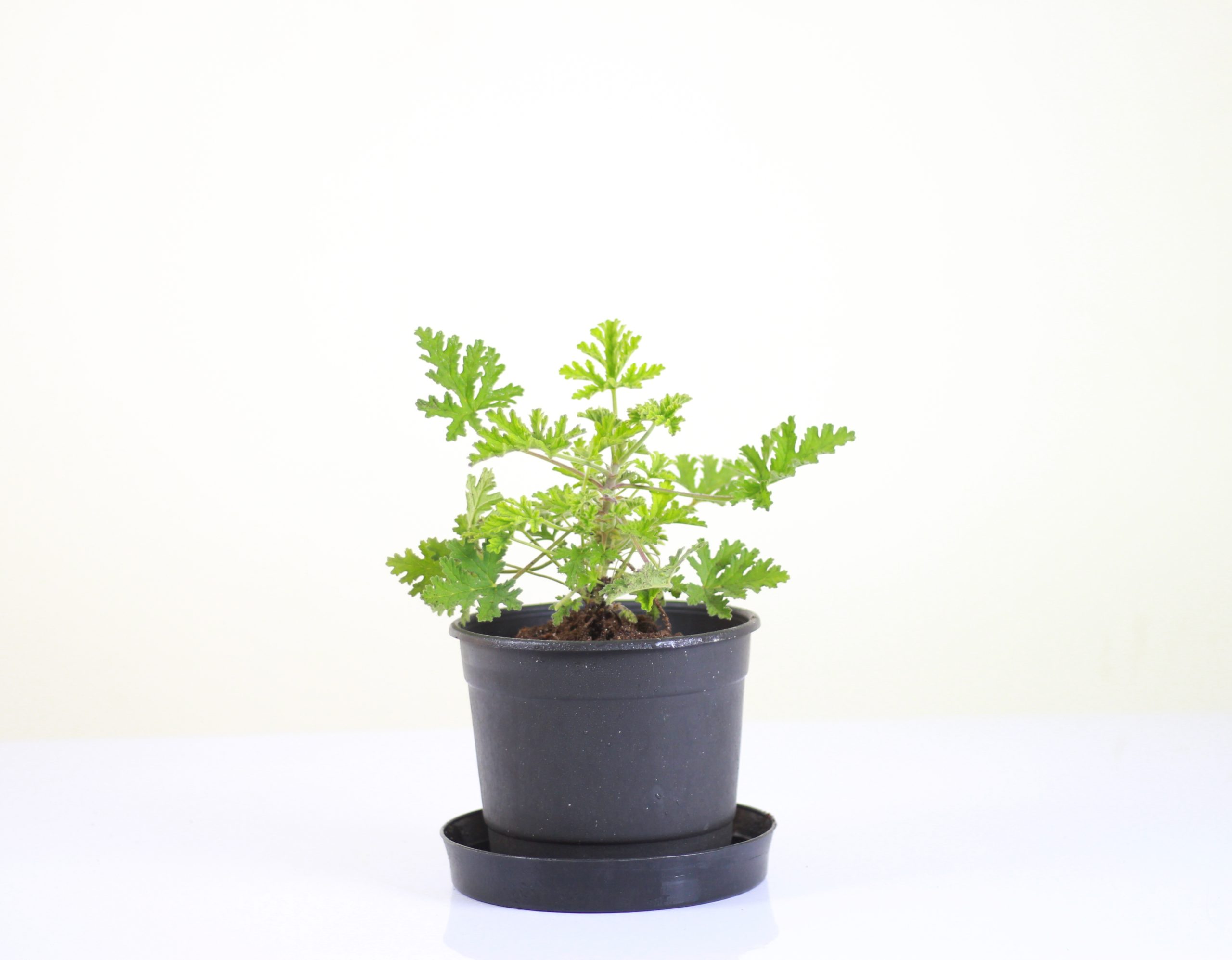 Citronella Geranium - Mashtal Garden Centers