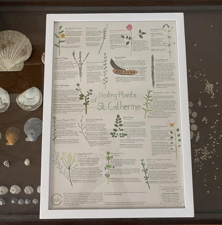 Framed Botanical Poster - Mashtal Garden Centers