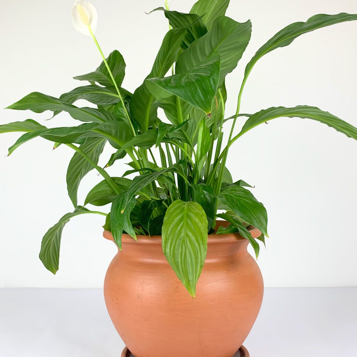 Handmade Pots - Mashtal Garden Centers