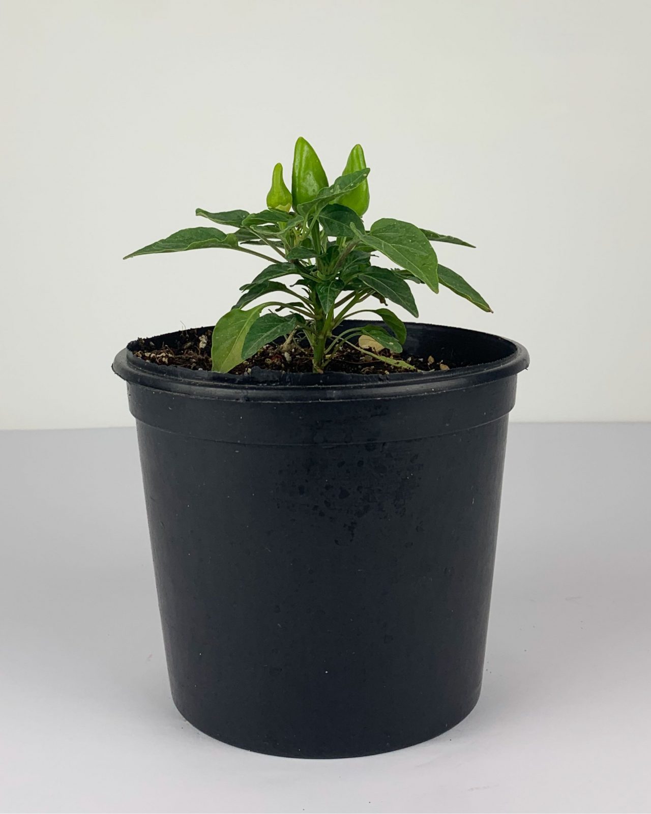 Mini Chilli Peppers - Mashtal Garden Centers