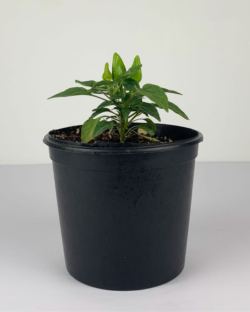 Mini Chilli Peppers - Mashtal Garden Centers