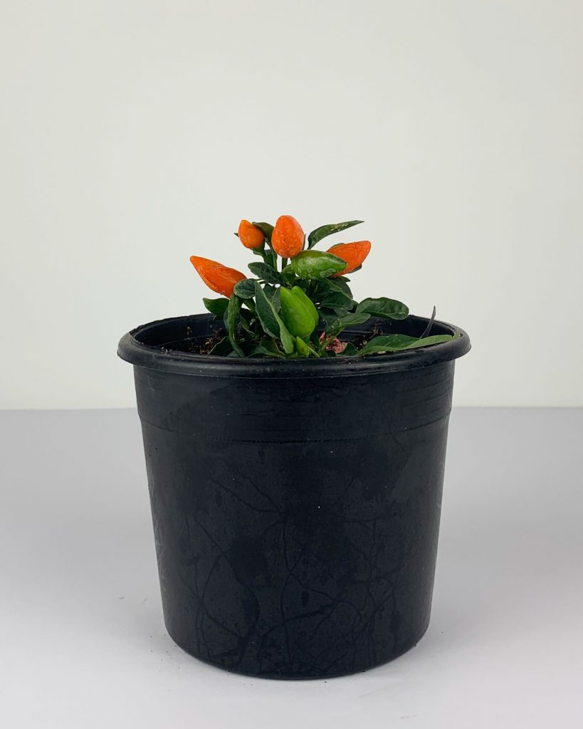 Mini Chilli Peppers - Mashtal Garden Centers
