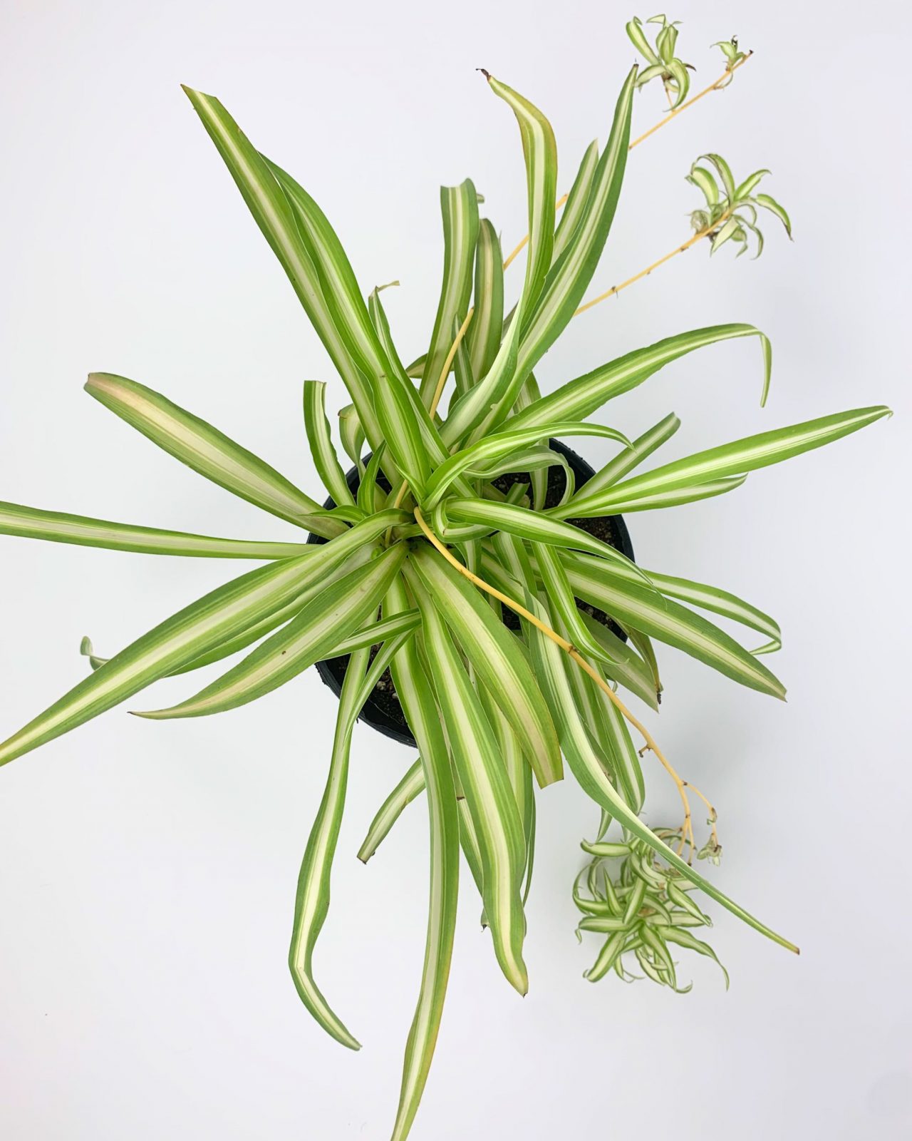 Spider Plant - Mashtal Garden Centers
