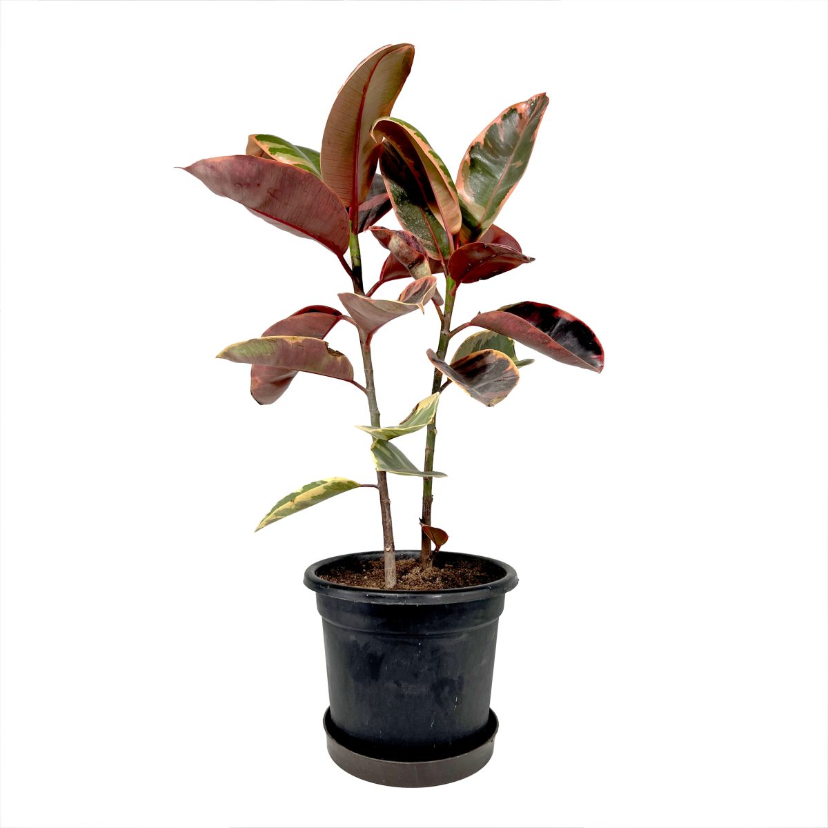 Rubber Tree Ruby - Mashtal Garden Centers