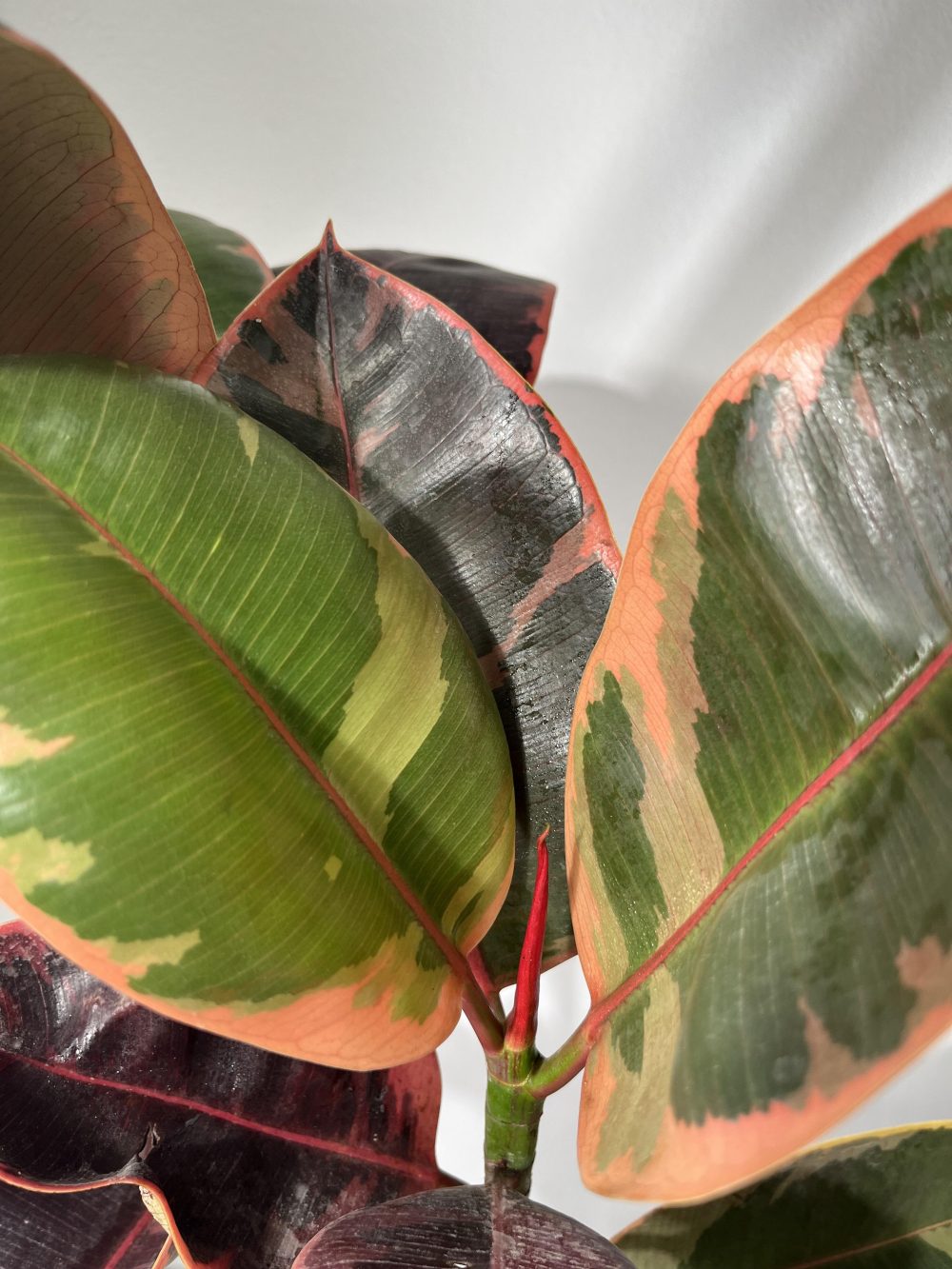 Rubber Tree Ruby - Mashtal Garden Centers