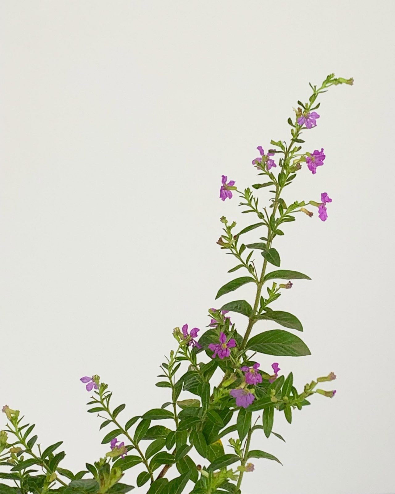 Mexican heather - Mashtal Garden Centers