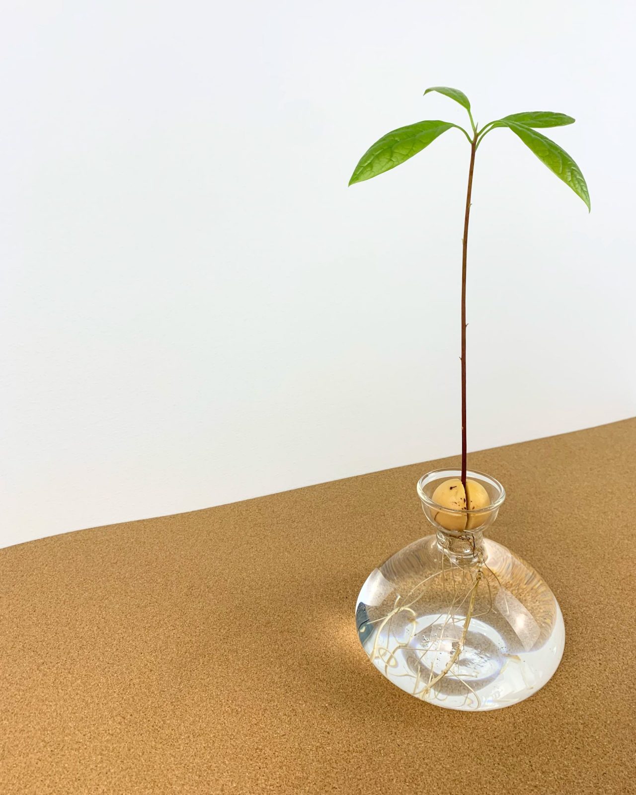 Avocado Growing Vase - Mashtal Garden Centers