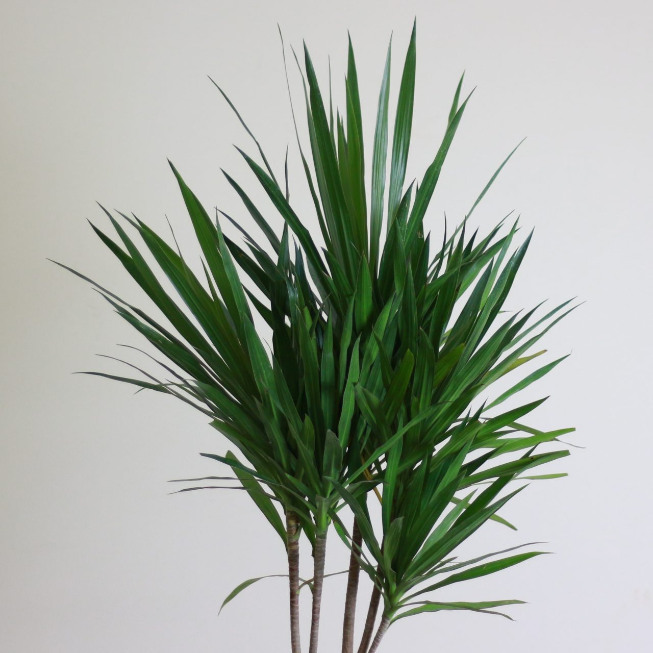 Santa Rosa - Mashtal Garden Centers