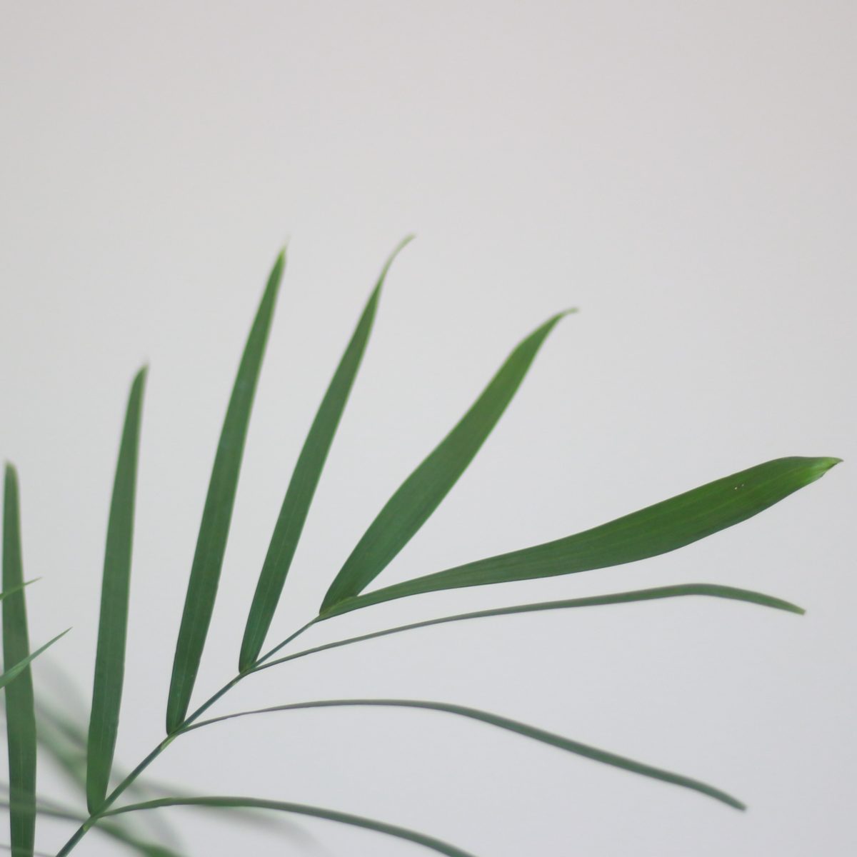 Snake Plant - Mashtal Garden Centers