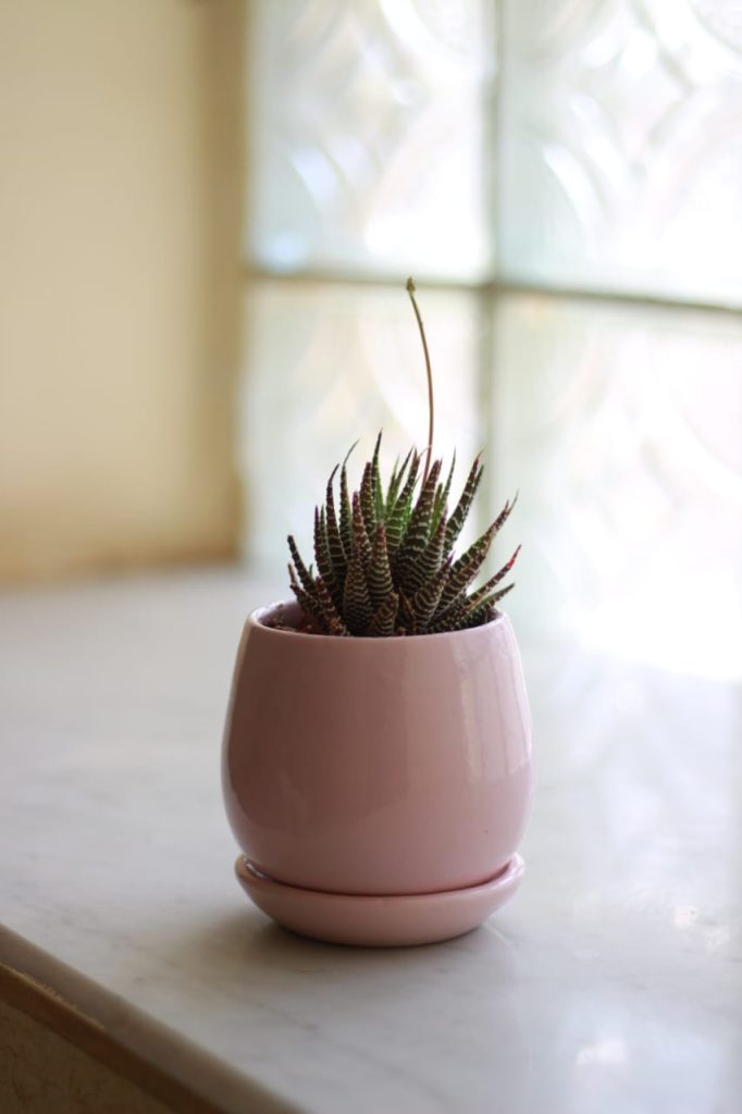 Malak - Mashtal Garden Centers