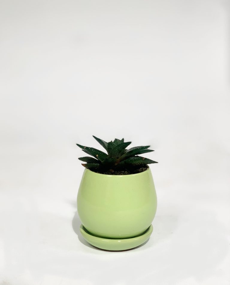 Malak - Mashtal Garden Centers