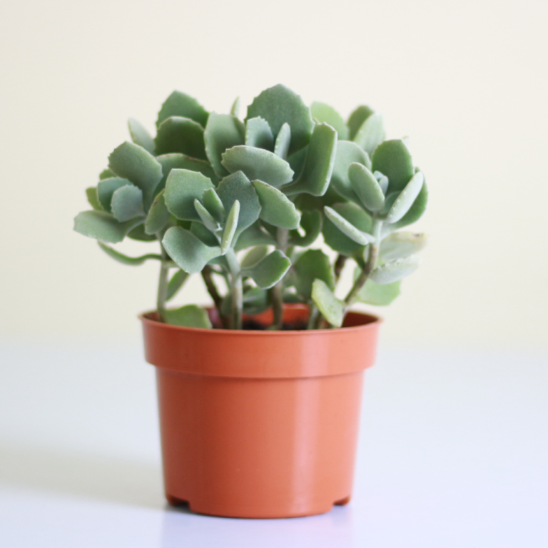 Millot Kalanchoe - Mashtal Garden Centers