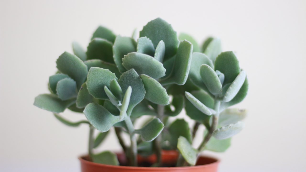 Millot Kalanchoe - Mashtal Garden Centers