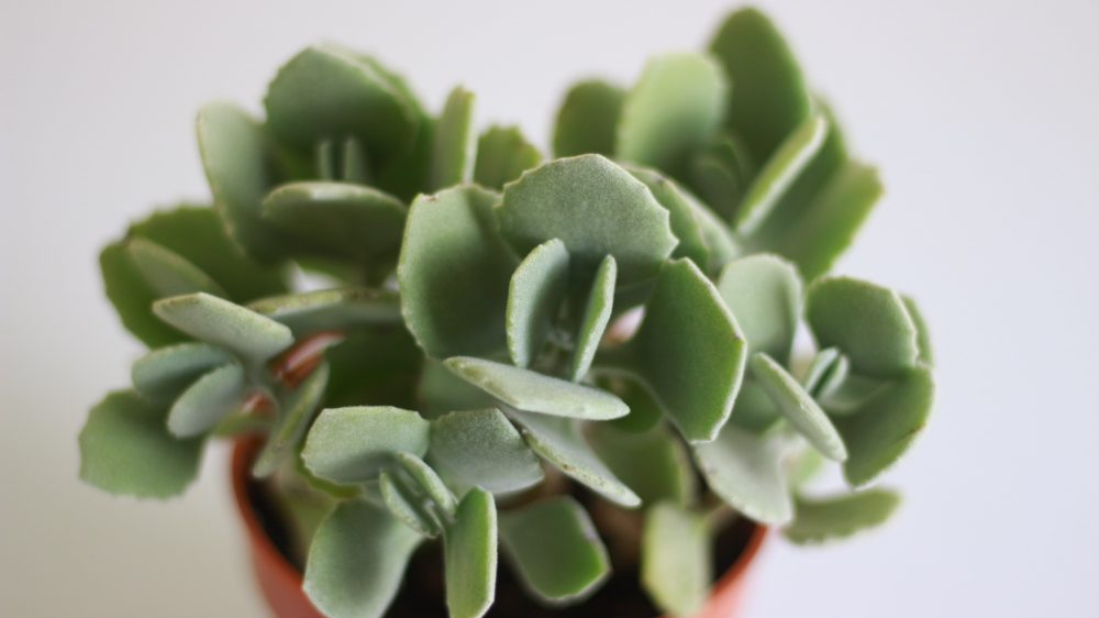 Millot Kalanchoe - Mashtal Garden Centers