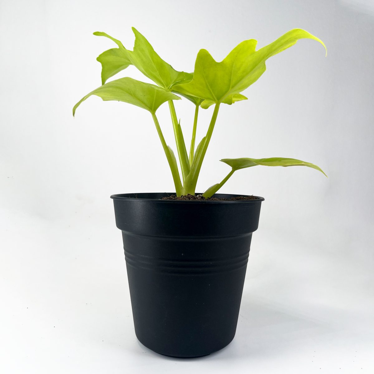 Philodendron Neon Selloum - Mashtal Garden Centers