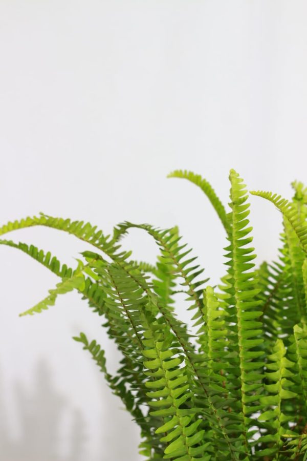 فوجير خارجي - مشتل