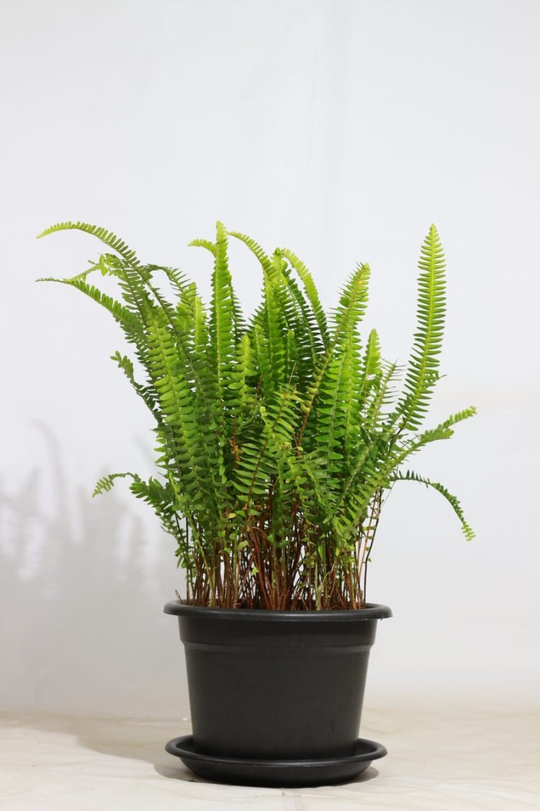 Outdoor Boston Fern - Mashtal Garden Centers