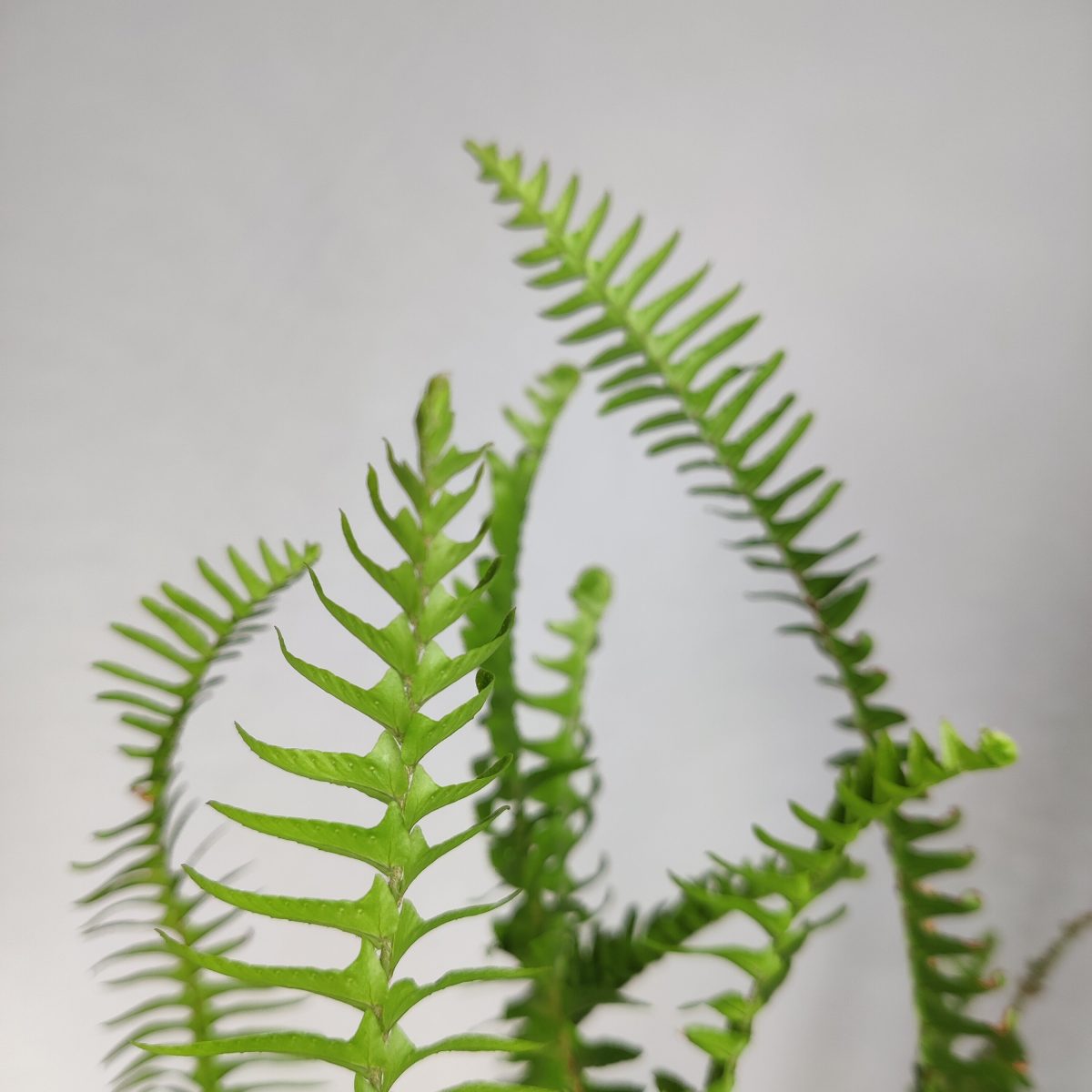 Ferns - Mashtal Garden Centers