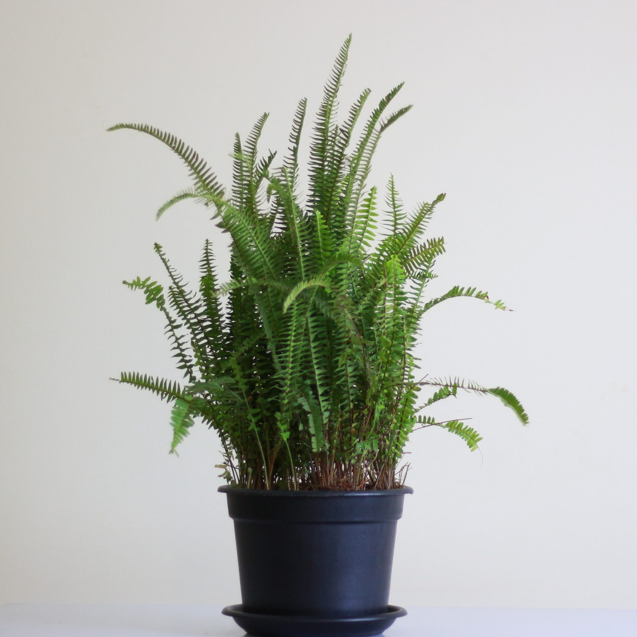 Outdoor Boston Fern - Mashtal Garden Centers