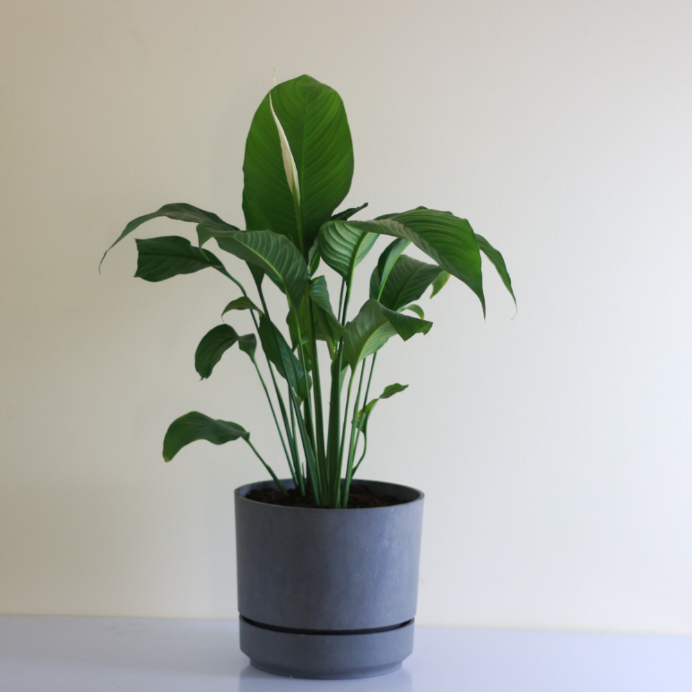 Grey Cylinder Pot - Mashtal Garden Centers