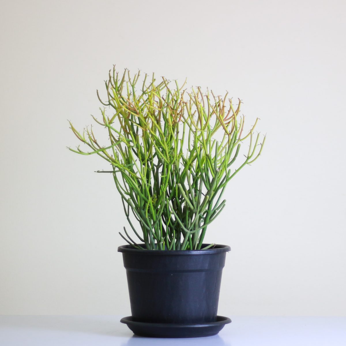 Pencil Cactus - Mashtal Garden Centers