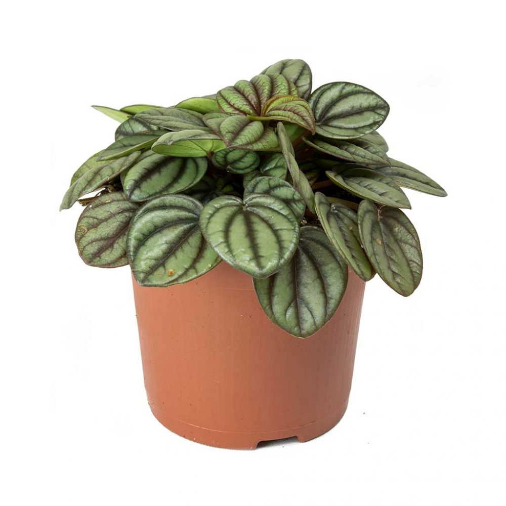 Peperomia Piccolo Banda - Mashtal Garden Centers