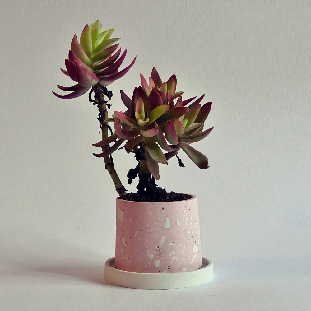 Terrazzo Pink Pot - Mashtal Garden Centers