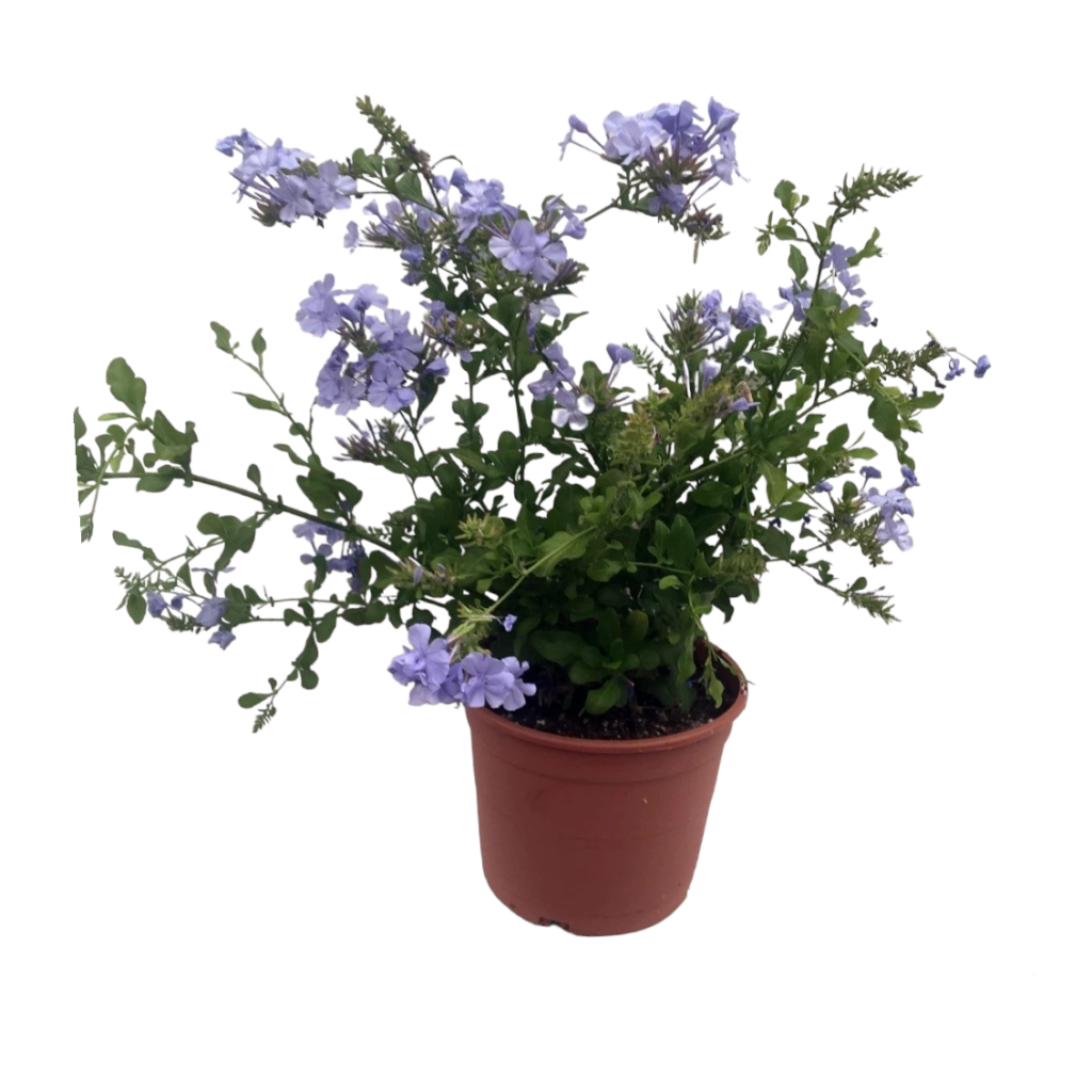 Shaded Terrace Set (8 Plants) - Mashtal Garden Centers