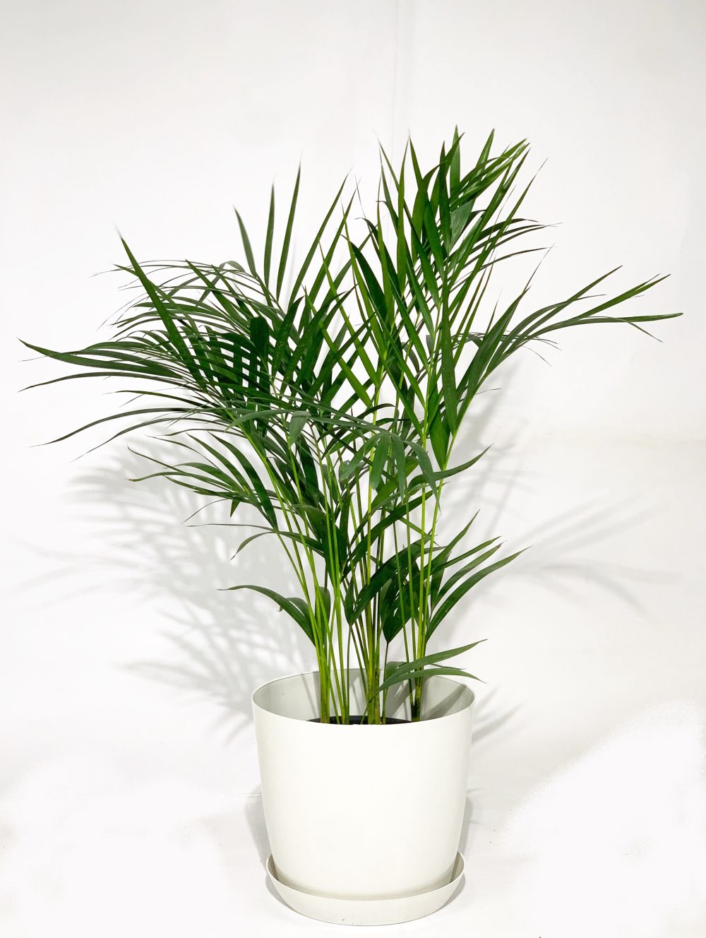 Poly Pot - Mashtal Garden Centers