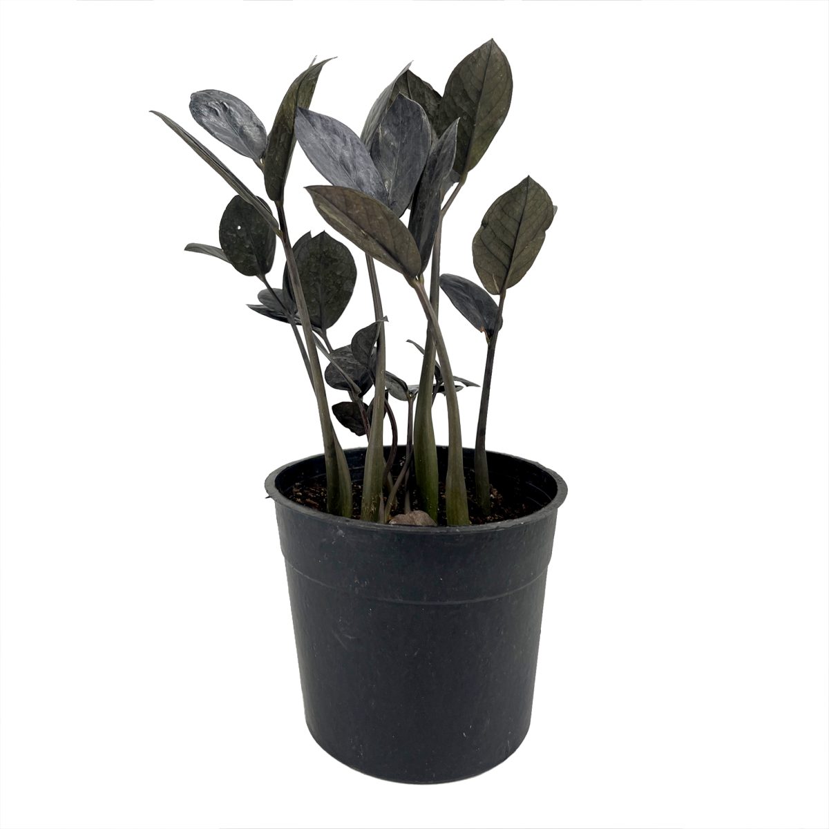 Zanzibar Gem Raven - مشتل