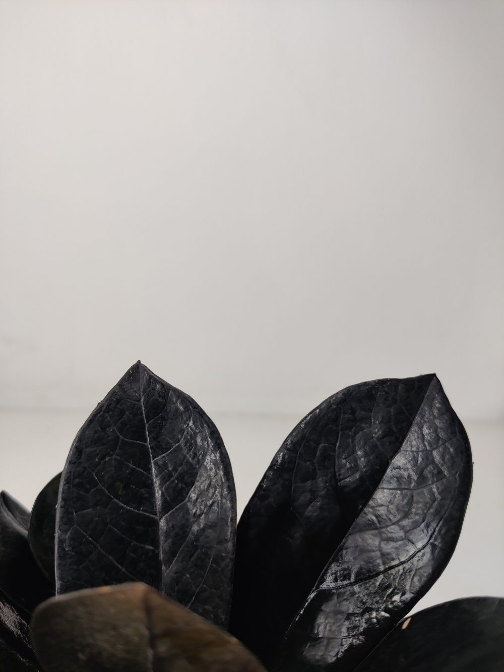 Zanzibar Gem Raven - Mashtal Garden Centers